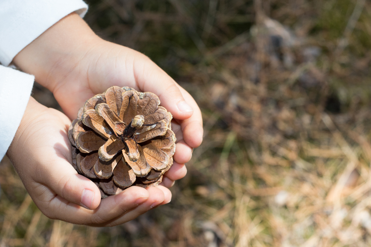 Dad Gives Toddler Girl a Pinecone to Care For and Promises a Magical ...