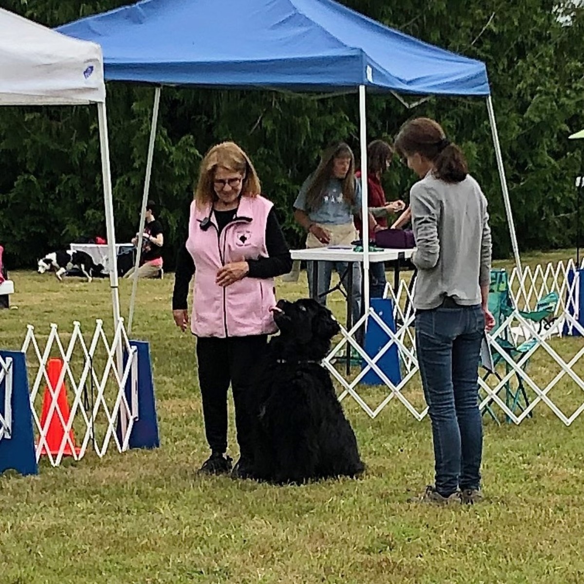 Embracing Mistakes in Competition Obedience - HubPages