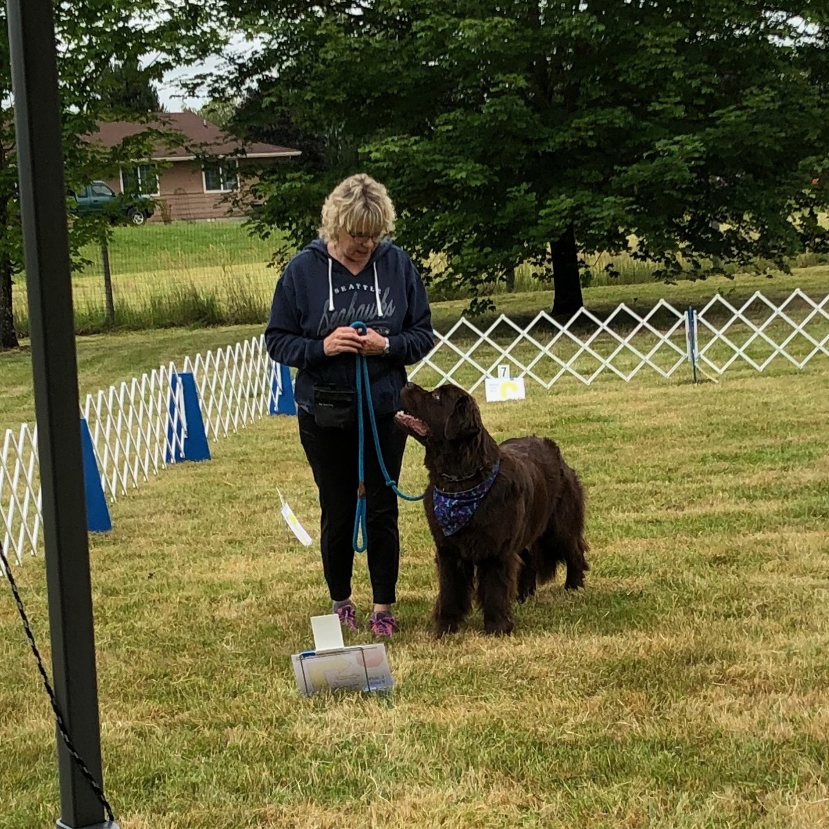 Embracing Mistakes in Competition Obedience - HubPages