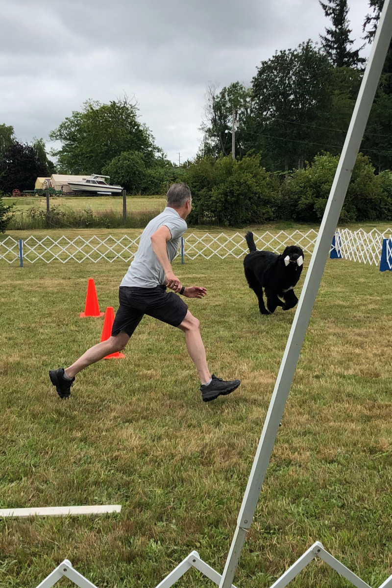 Embracing Mistakes in Competition Obedience - HubPages