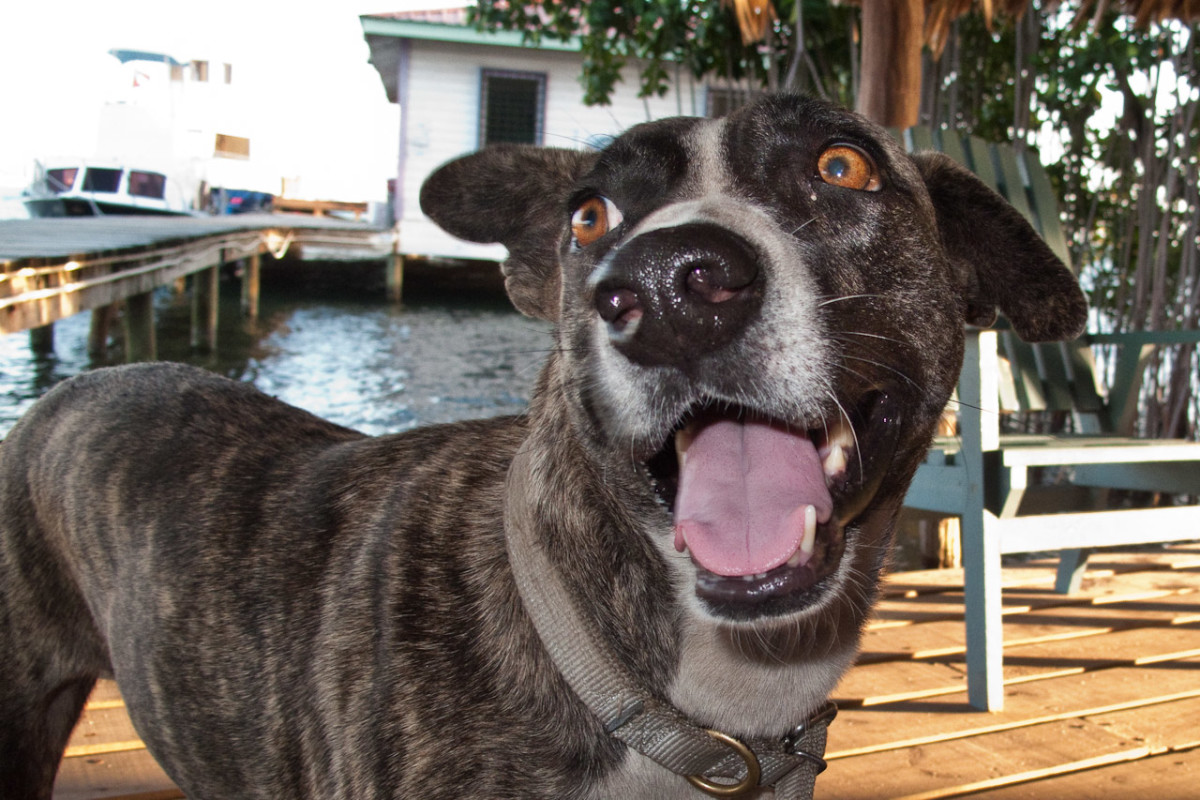 12 Names for Your Dog Based on English Folklore and Mythology - HubPages