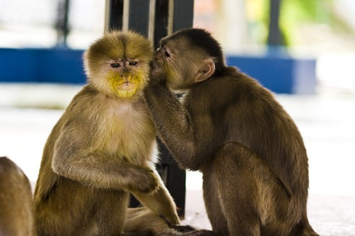 Protecting God's Reputation: Gossip - HubPages