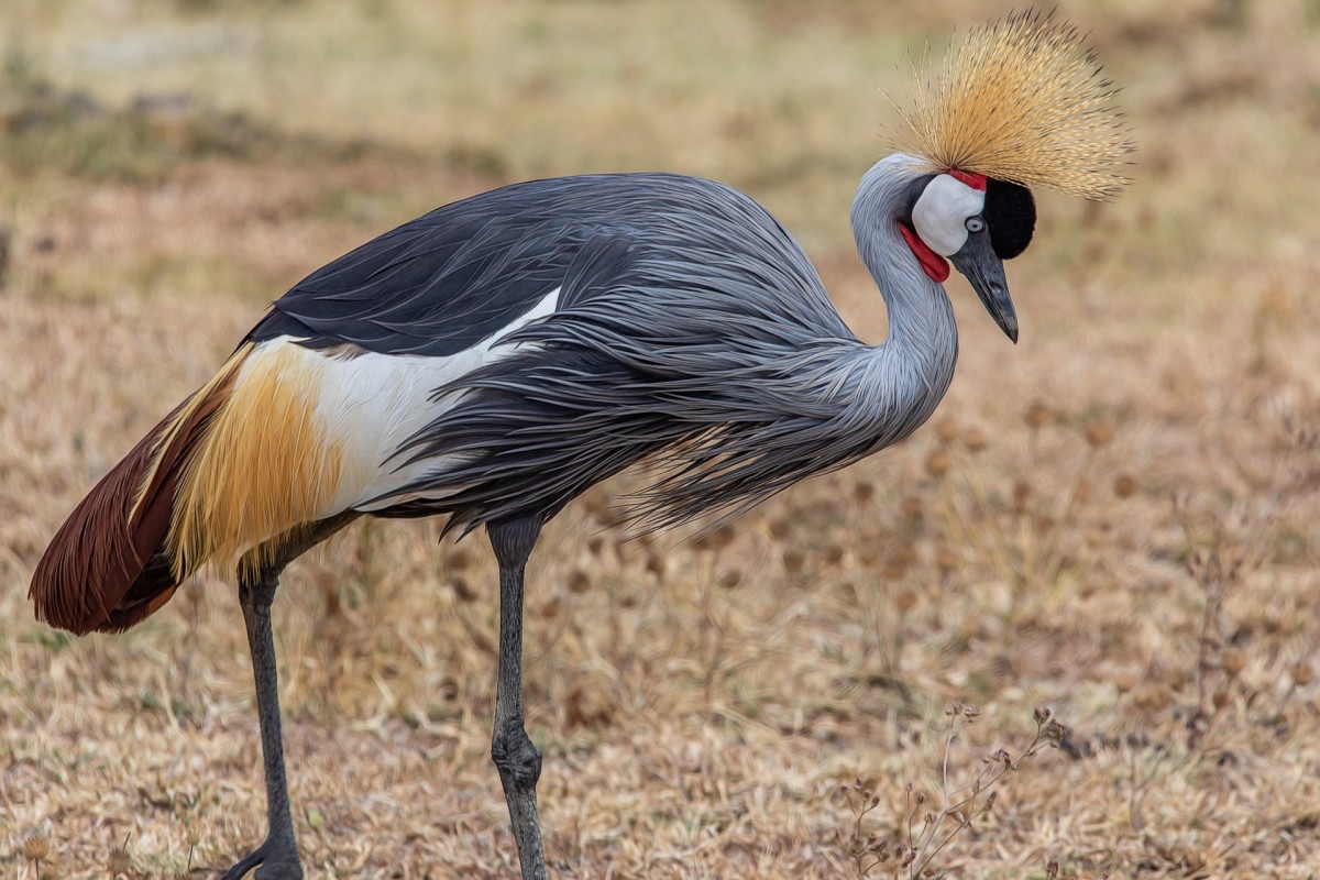 20 Bird Names in Punjabi - HubPages