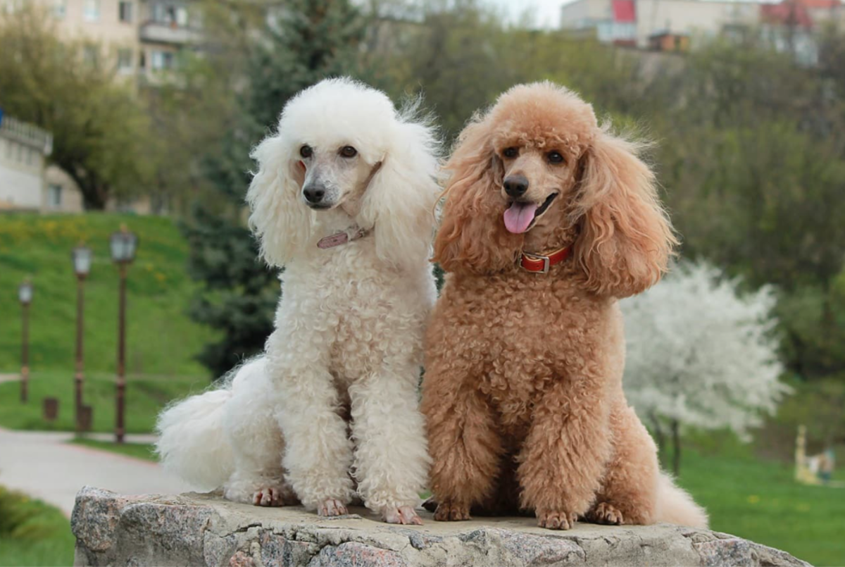 21 Best Therapy Dog Breeds - HubPages