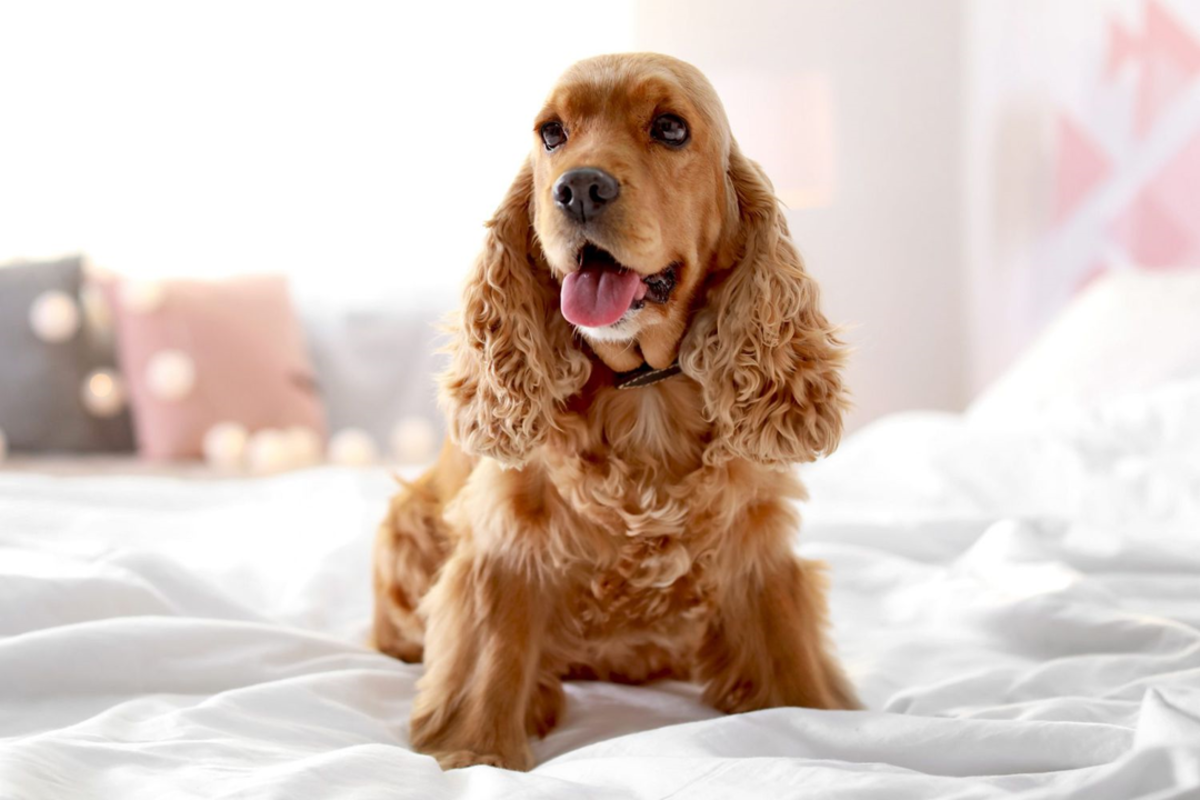 21 Best Therapy Dog Breeds - HubPages