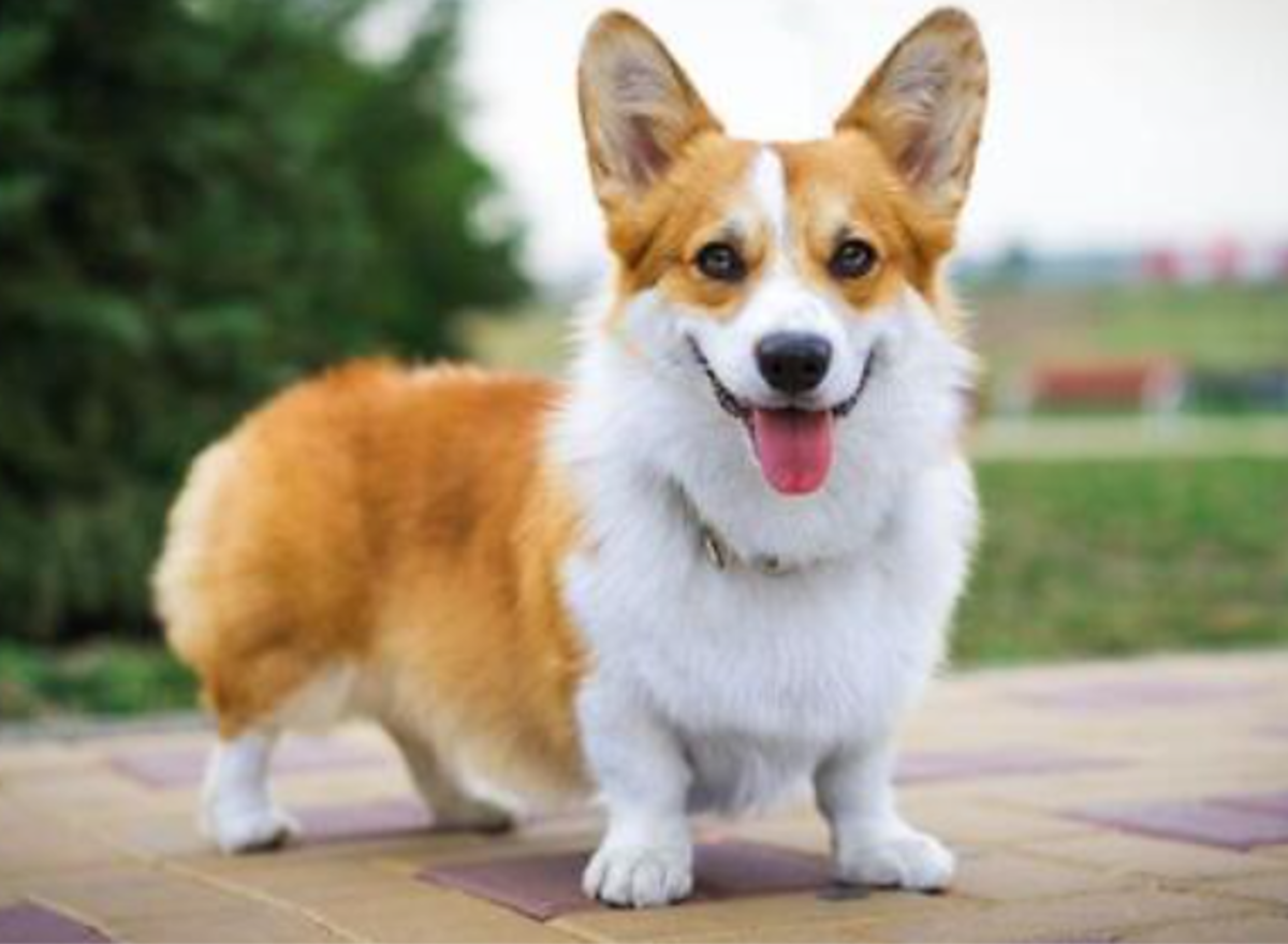 21 Best Therapy Dog Breeds - HubPages