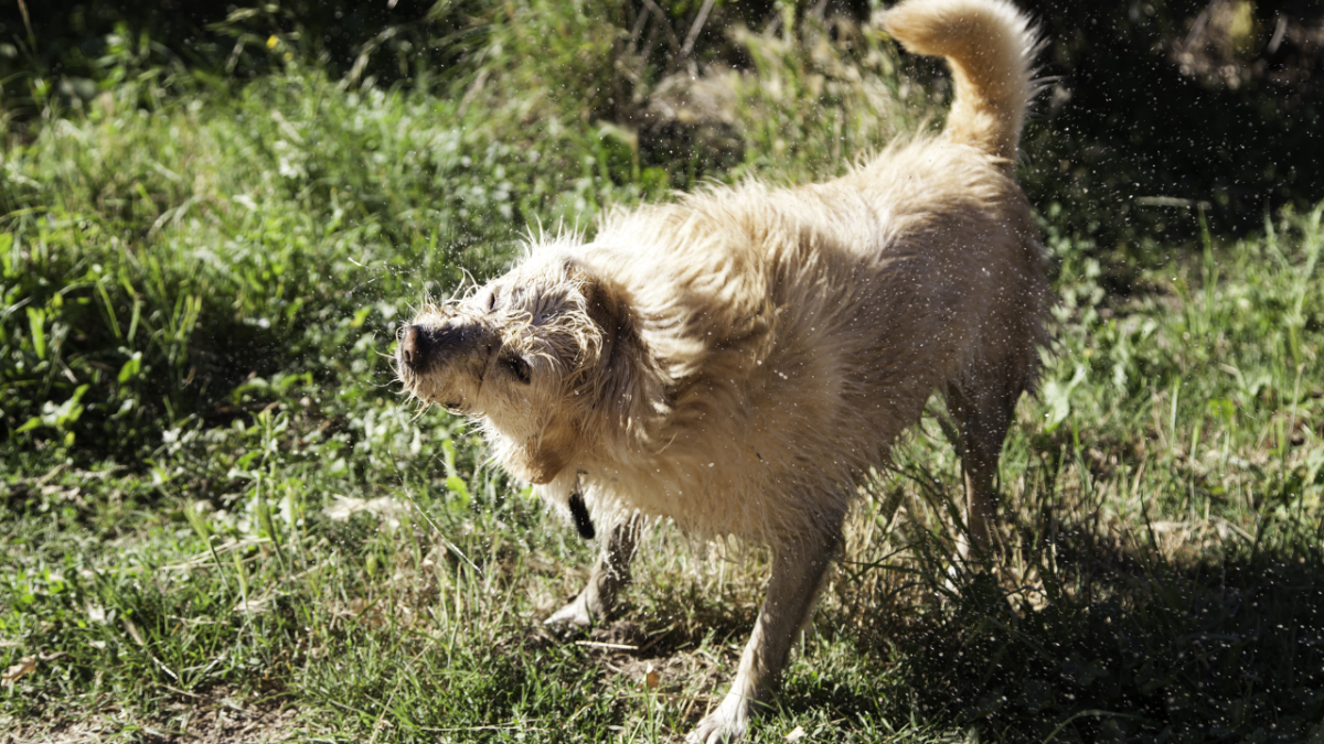 Why Do Dogs Shake Off Their Bodies? The Secrets Behind Wet and Dry Shakes - HubPages