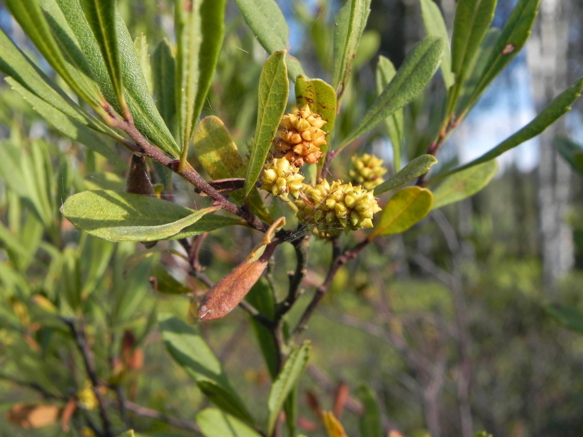 Top 10 Christmas Herbs and Spices - HubPages