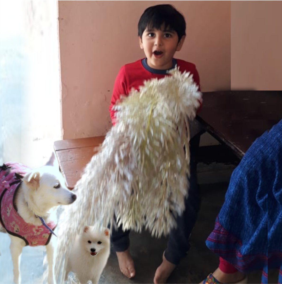 7 Best Indian Therapy Dog Breeds - HubPages