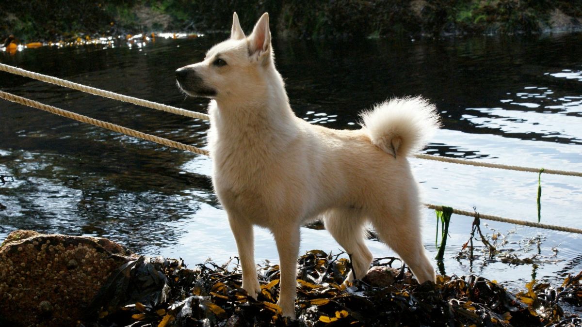 Understanding the Norwegian Buhund: Breed Characteristics, Care, and ...