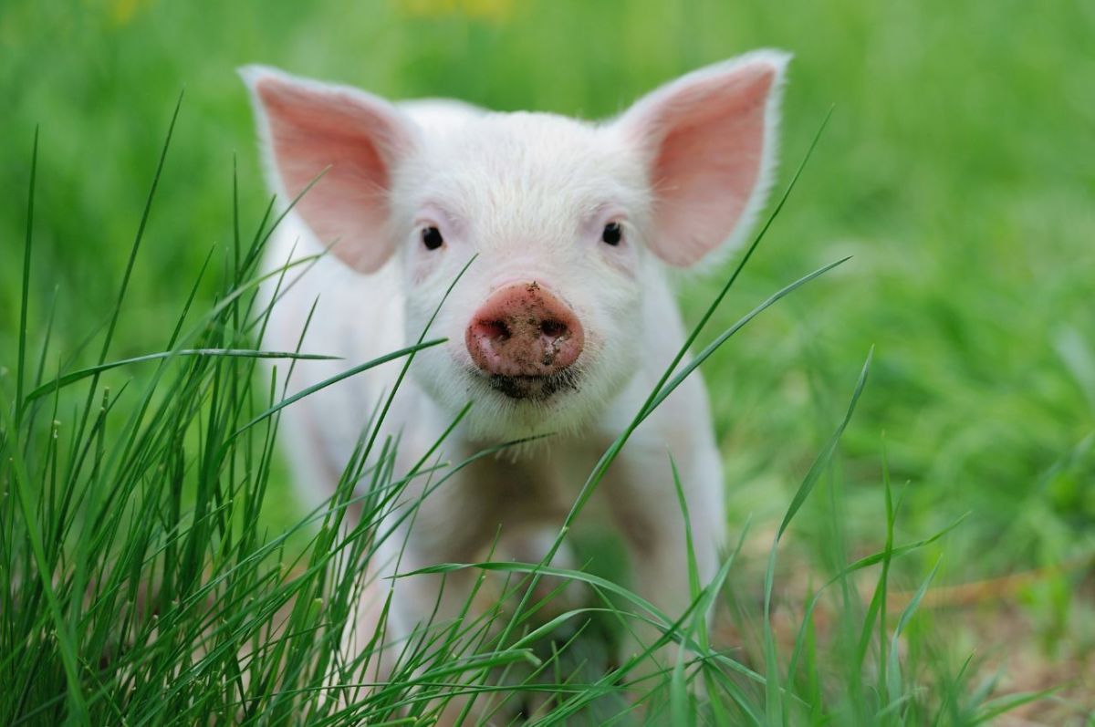 Take The Pig Personality Test Owlcation
