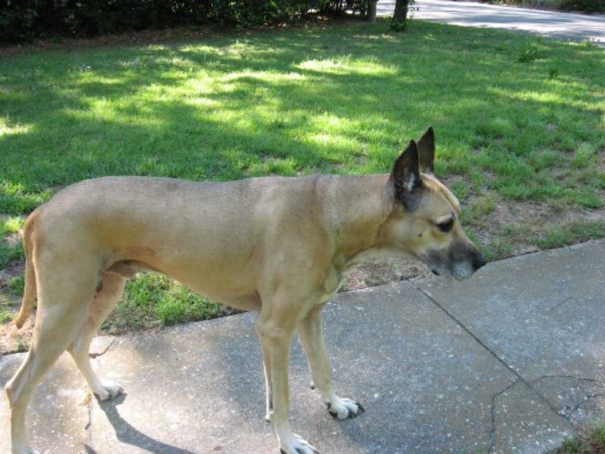 Pet Cloning - Dogs - HubPages
