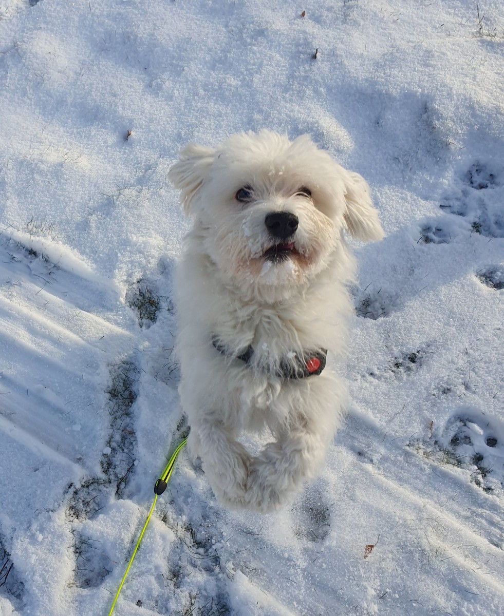 Discovering the Joy: Why a Maltese Dog is the Perfect Addition to Your ...