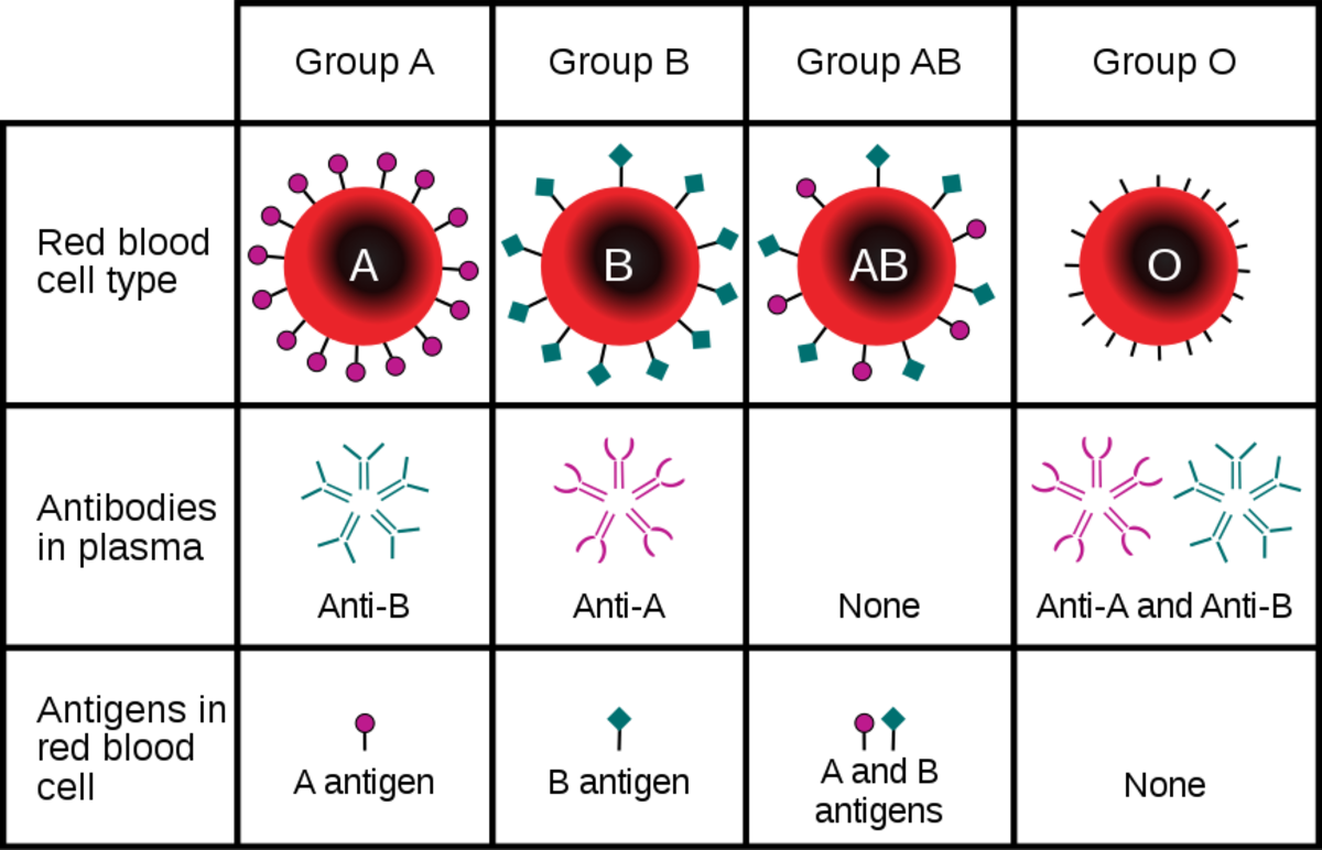 Facts About Your Blood Type - HubPages