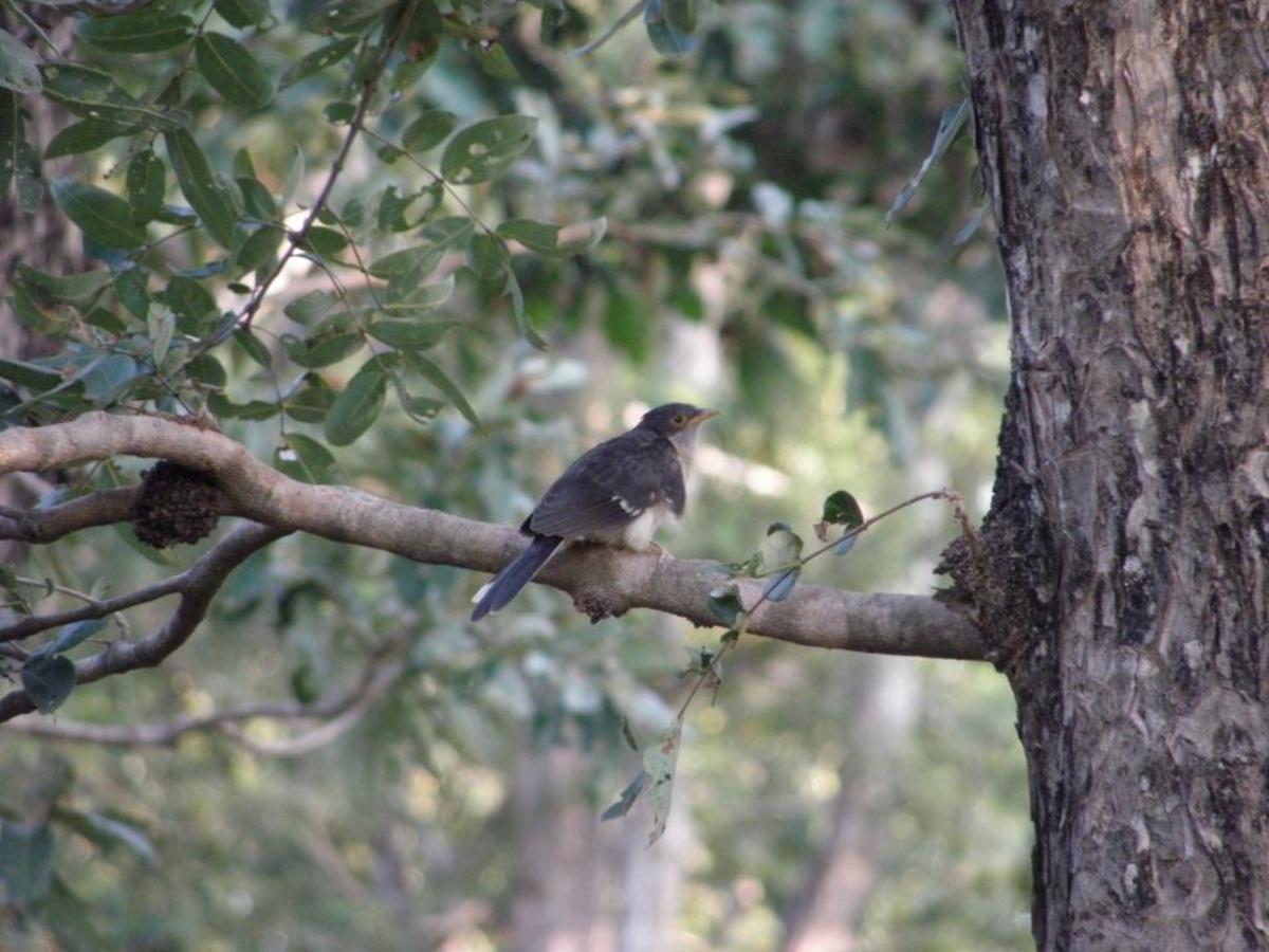Birding in Madhya Pradesh in India - HubPages