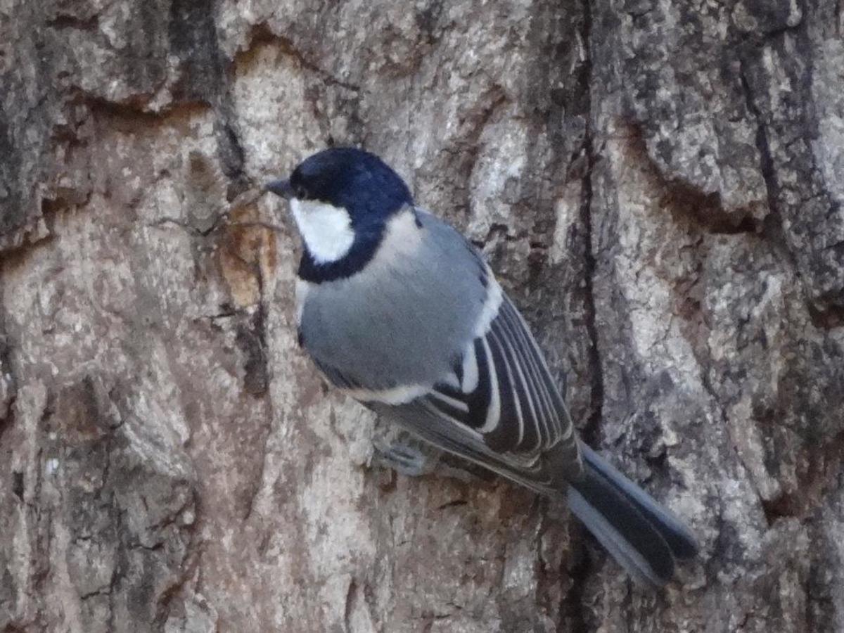 Birding in Madhya Pradesh in India - HubPages