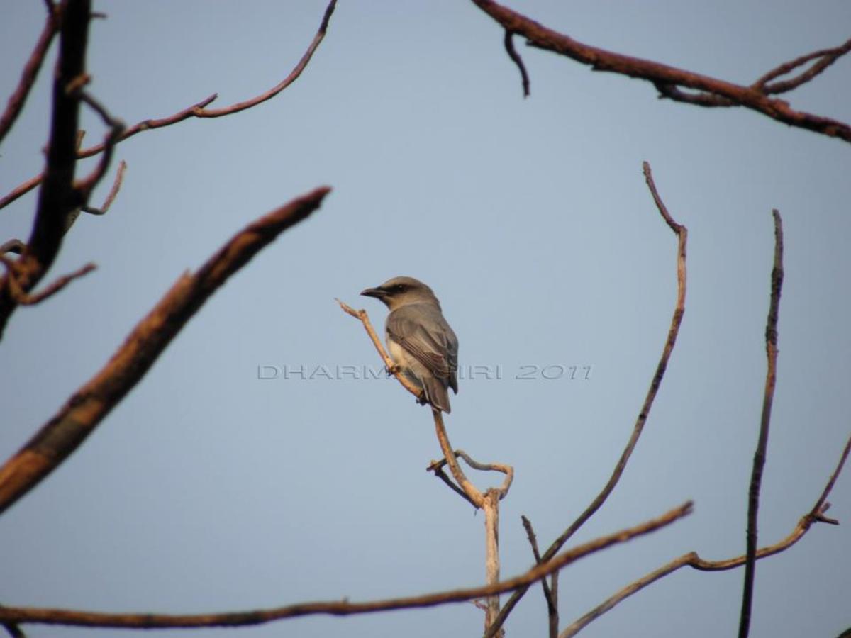 Birding in Madhya Pradesh in India - HubPages