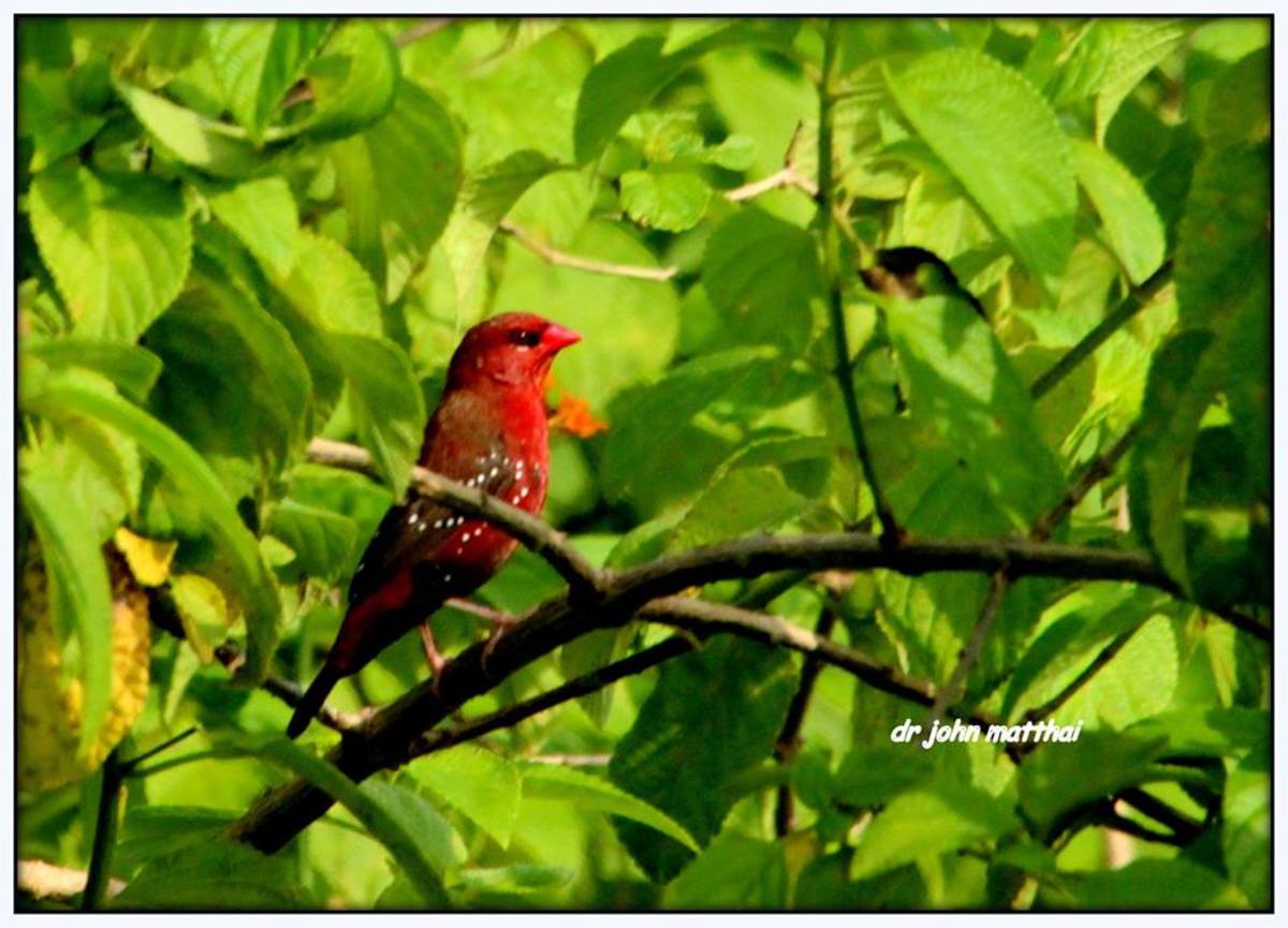 Birding in Madhya Pradesh in India - HubPages