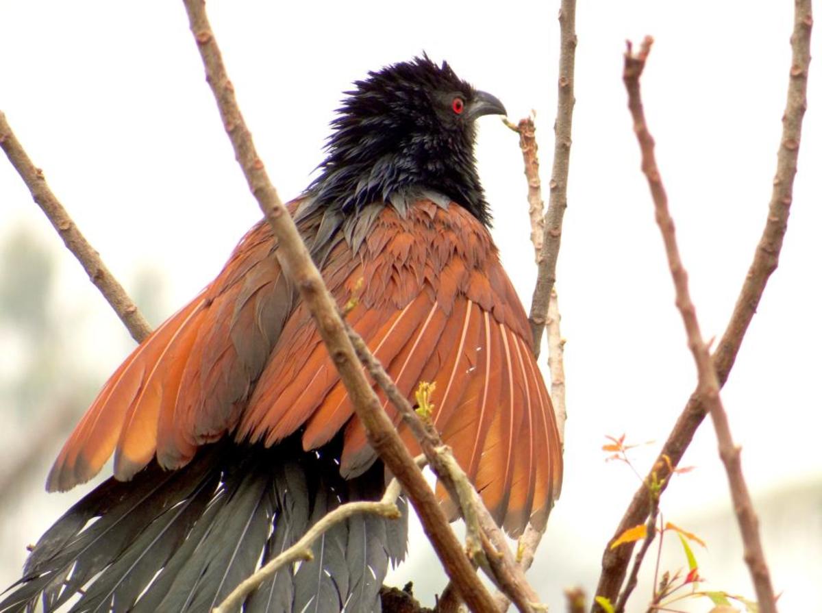 Birding in Madhya Pradesh in India - HubPages