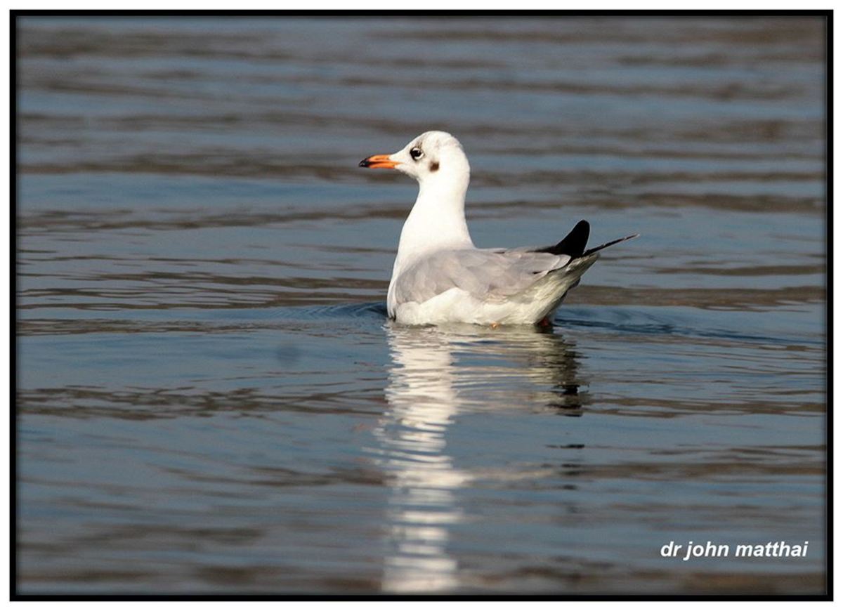 Birding in Madhya Pradesh in India - HubPages
