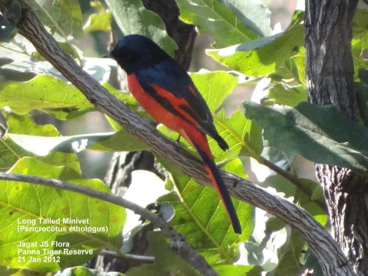 Birding in Madhya Pradesh in India - HubPages