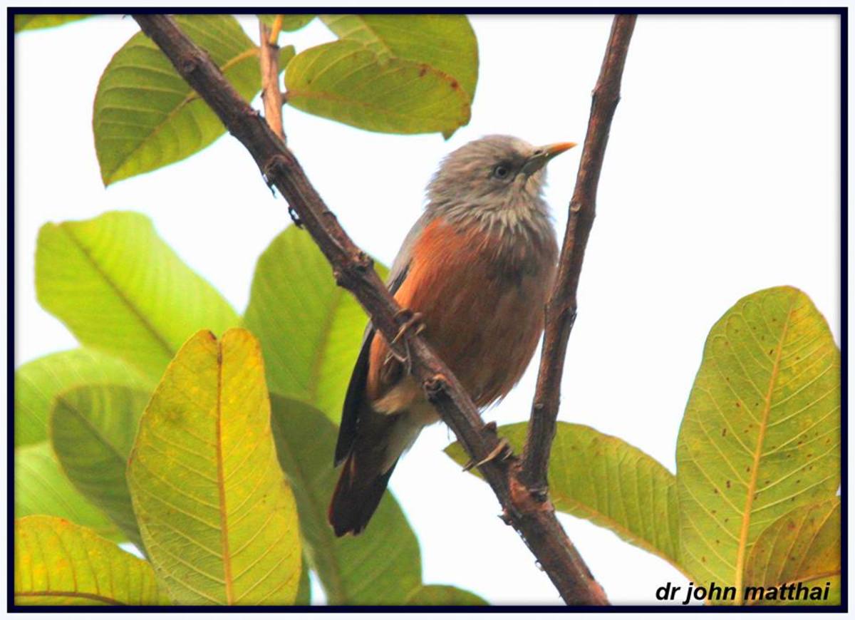 Birding in Madhya Pradesh in India - HubPages