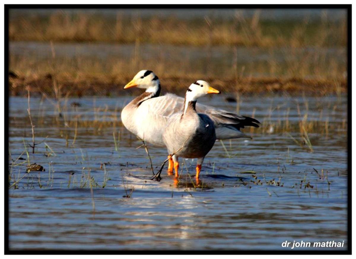 Birding in Madhya Pradesh in India - HubPages