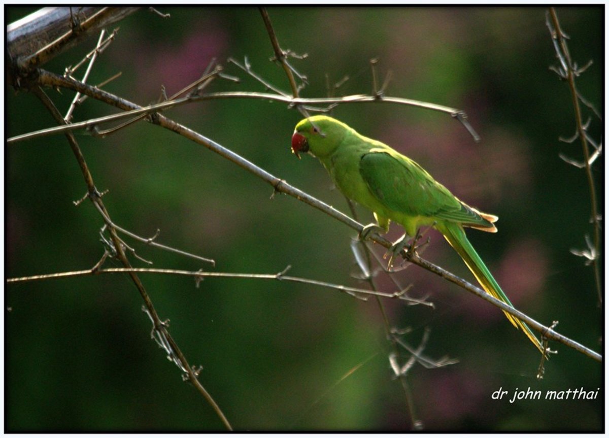 Birding in Madhya Pradesh in India - HubPages