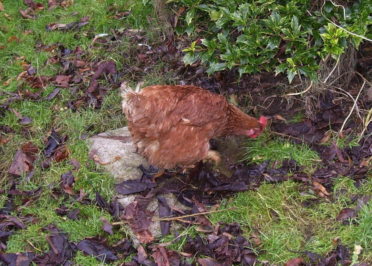 How to Keep Hens in your Garden! - HubPages