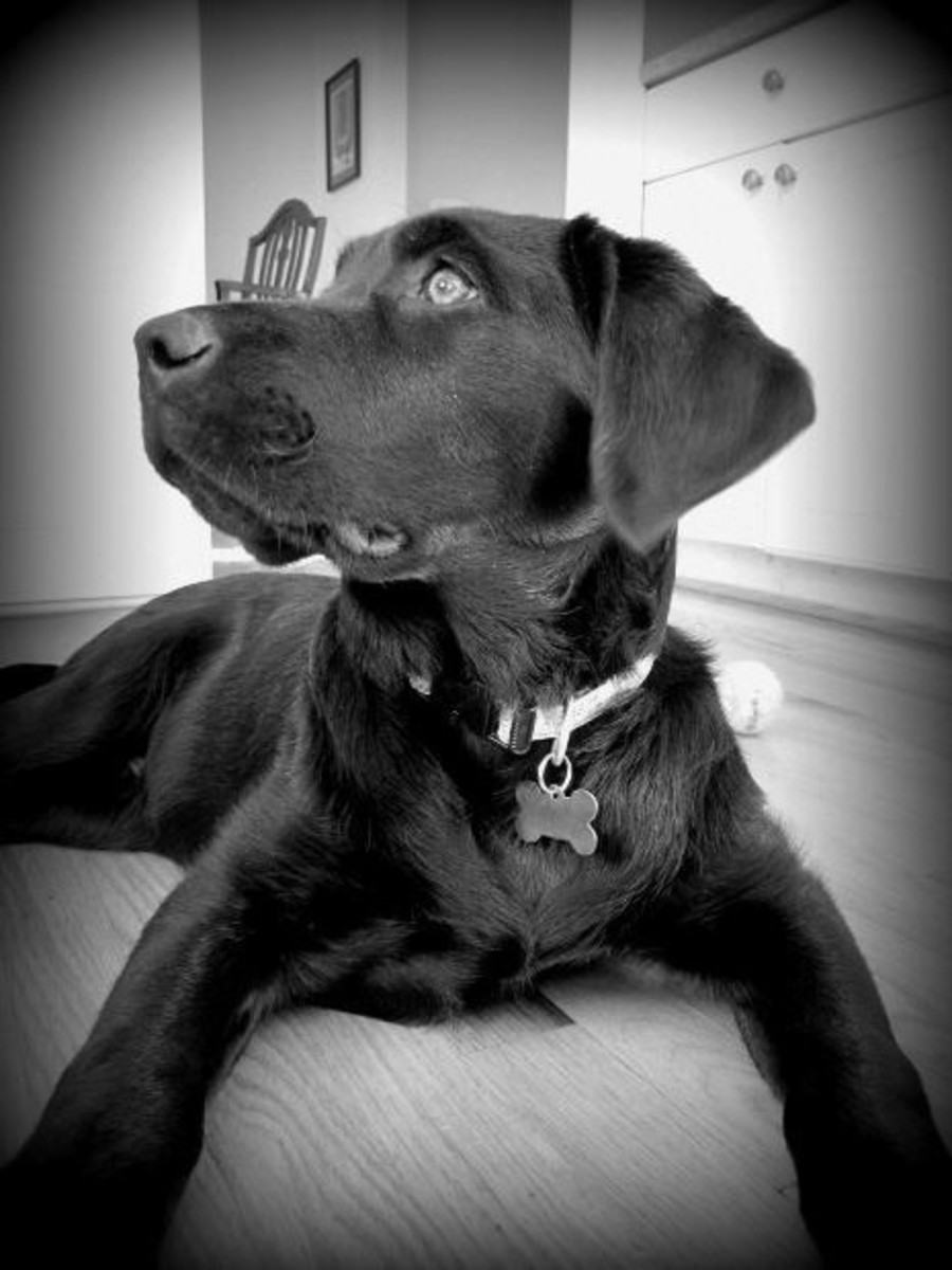 Labrador Retriever Dog Breed Facts and Puppy Information - HubPages