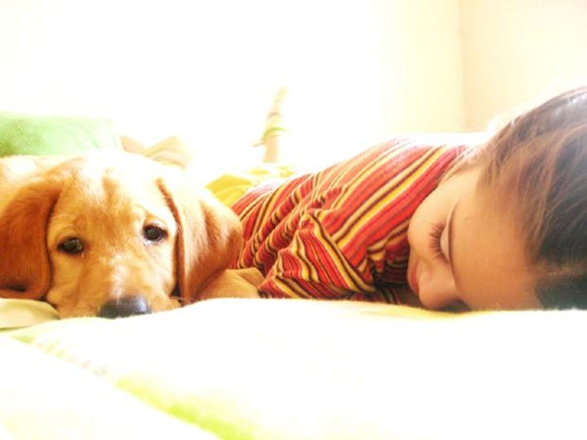 Labrador Retriever Dog Breed Facts and Puppy Information - HubPages