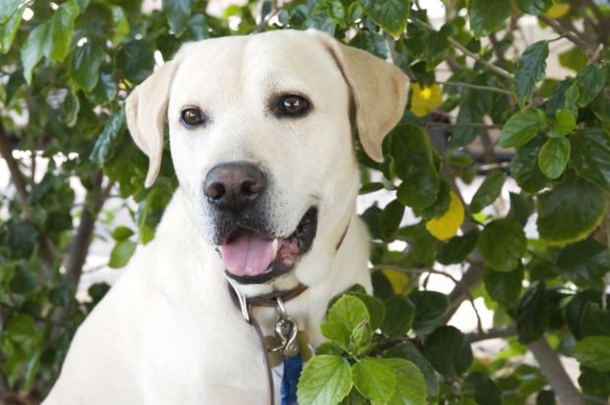 Labrador Retriever Dog Breed Facts and Puppy Information - HubPages