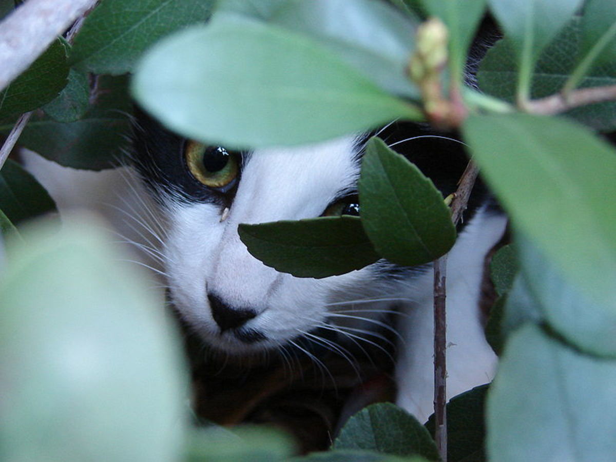 The Cold War: The CIA's Use of Cat Spies - HubPages