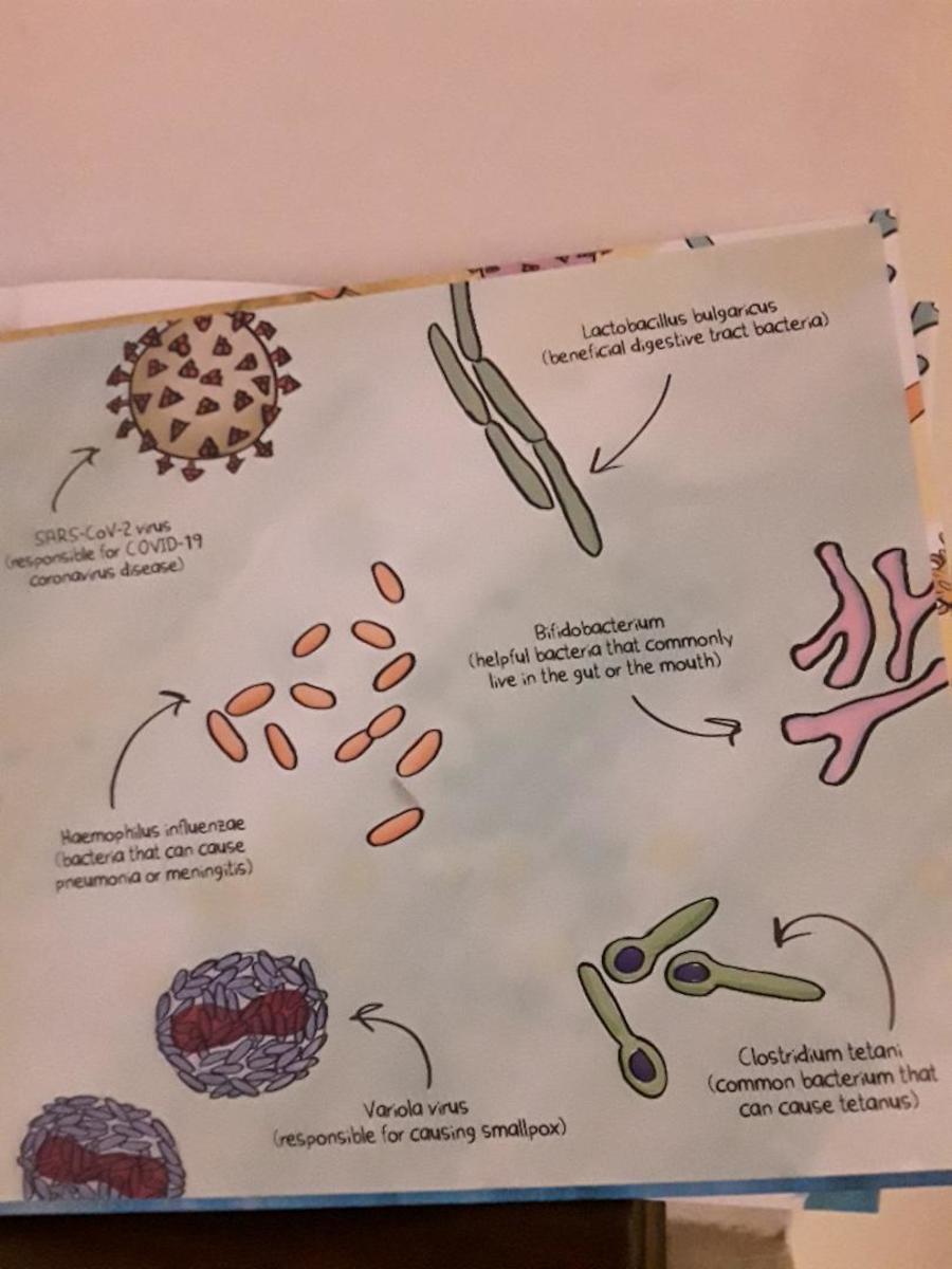 Germs Everywhere but Not All Bad as Featured in Creative Picture Book ...
