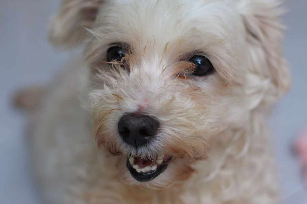 The Asian Dog Meat Industry - HubPages