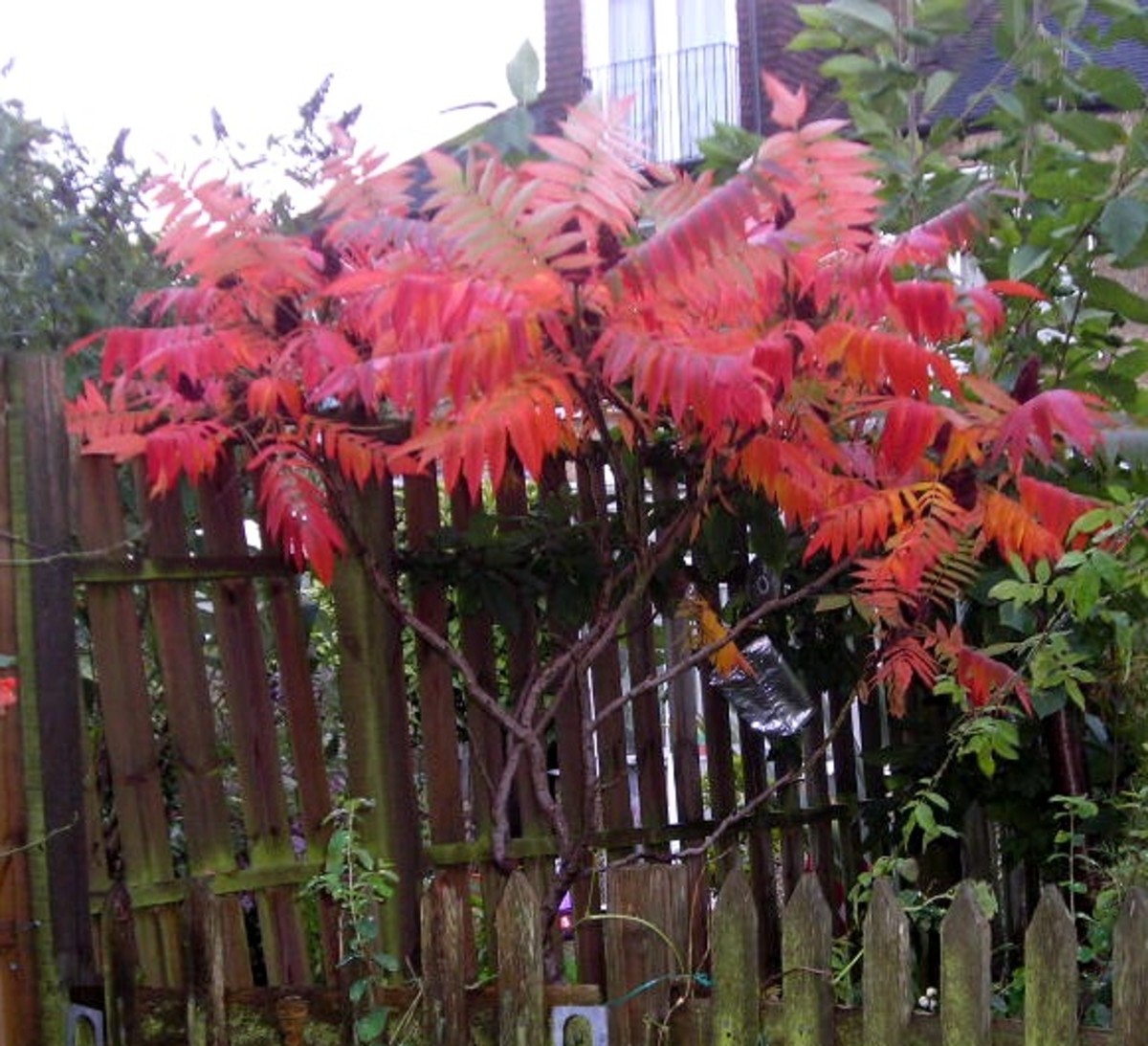 Plants and Trees With Foliage That Turns Red - HubPages