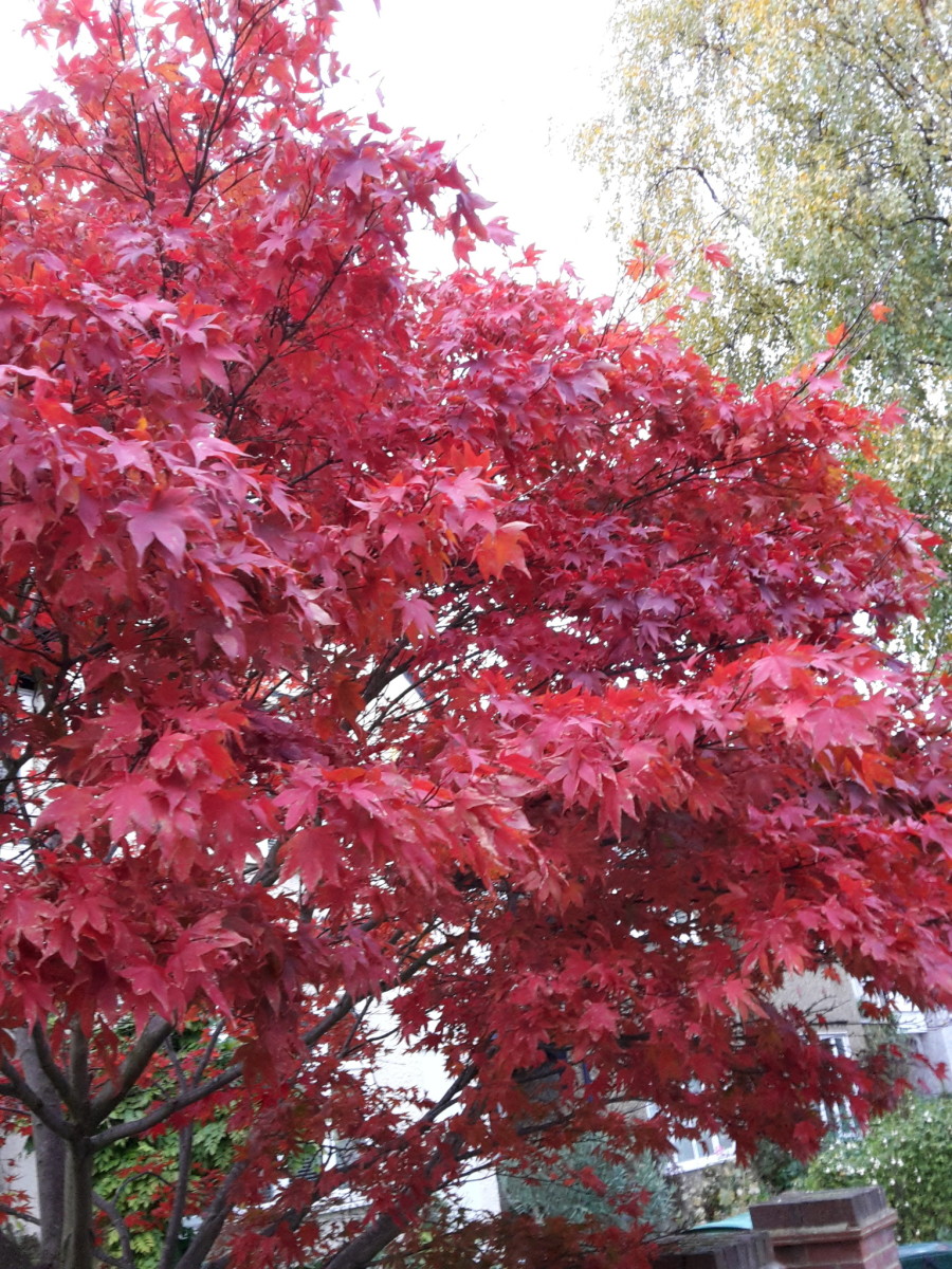 Plants and Trees With Foliage That Turns Red - HubPages
