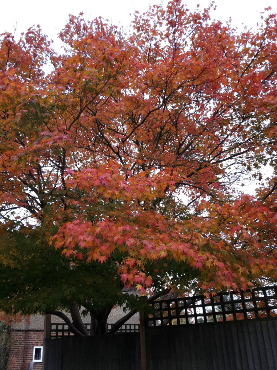 Plants and Trees With Foliage That Turns Red - HubPages