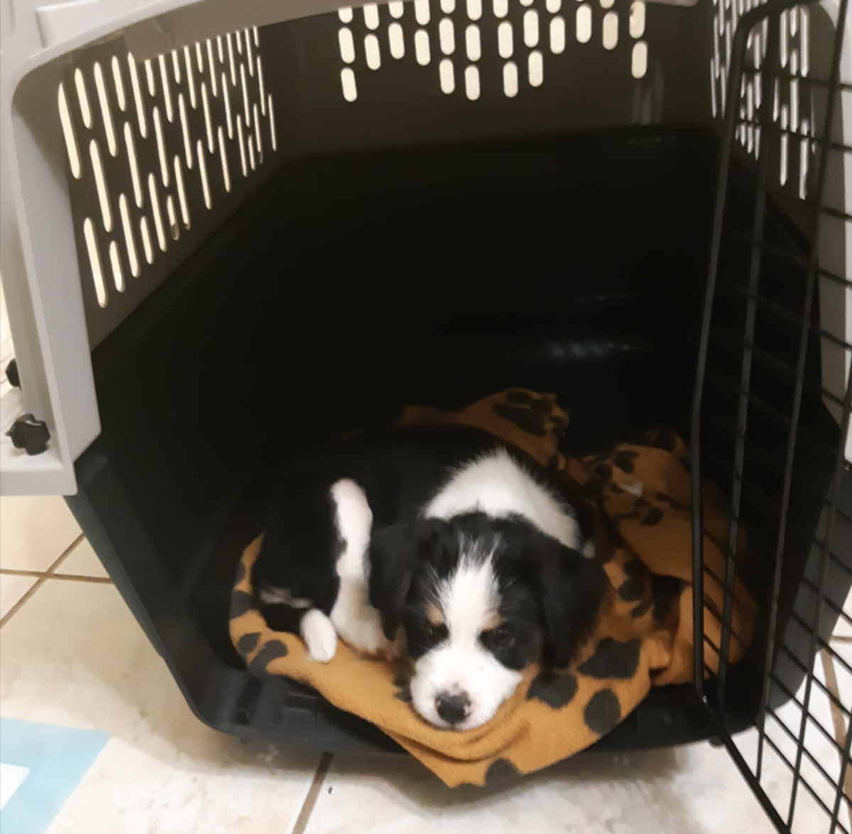 How to Train Your Dog to Enter His Crate on Command - HubPages