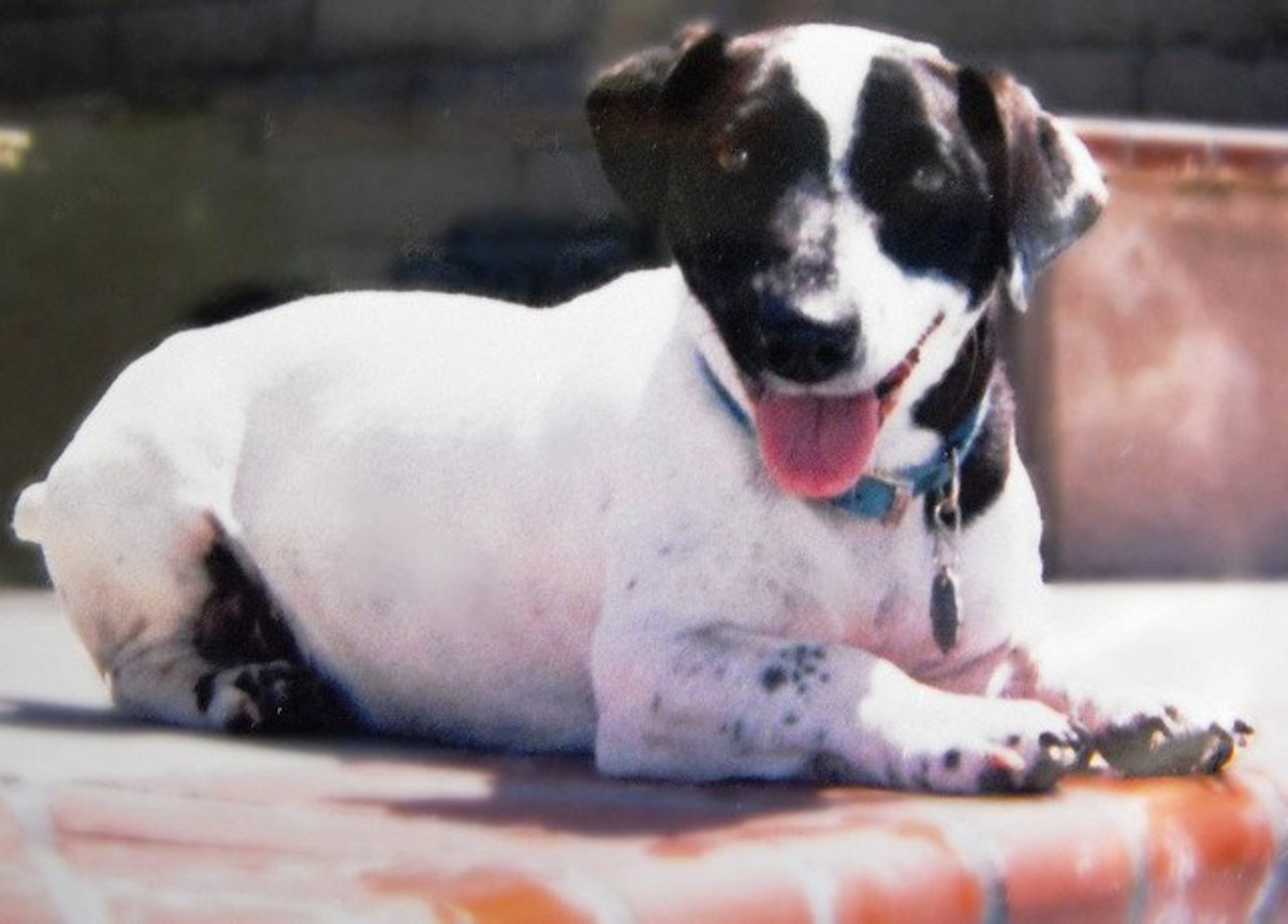 Mountain Lion Attack in California and Our Dogs of Suburbia - HubPages