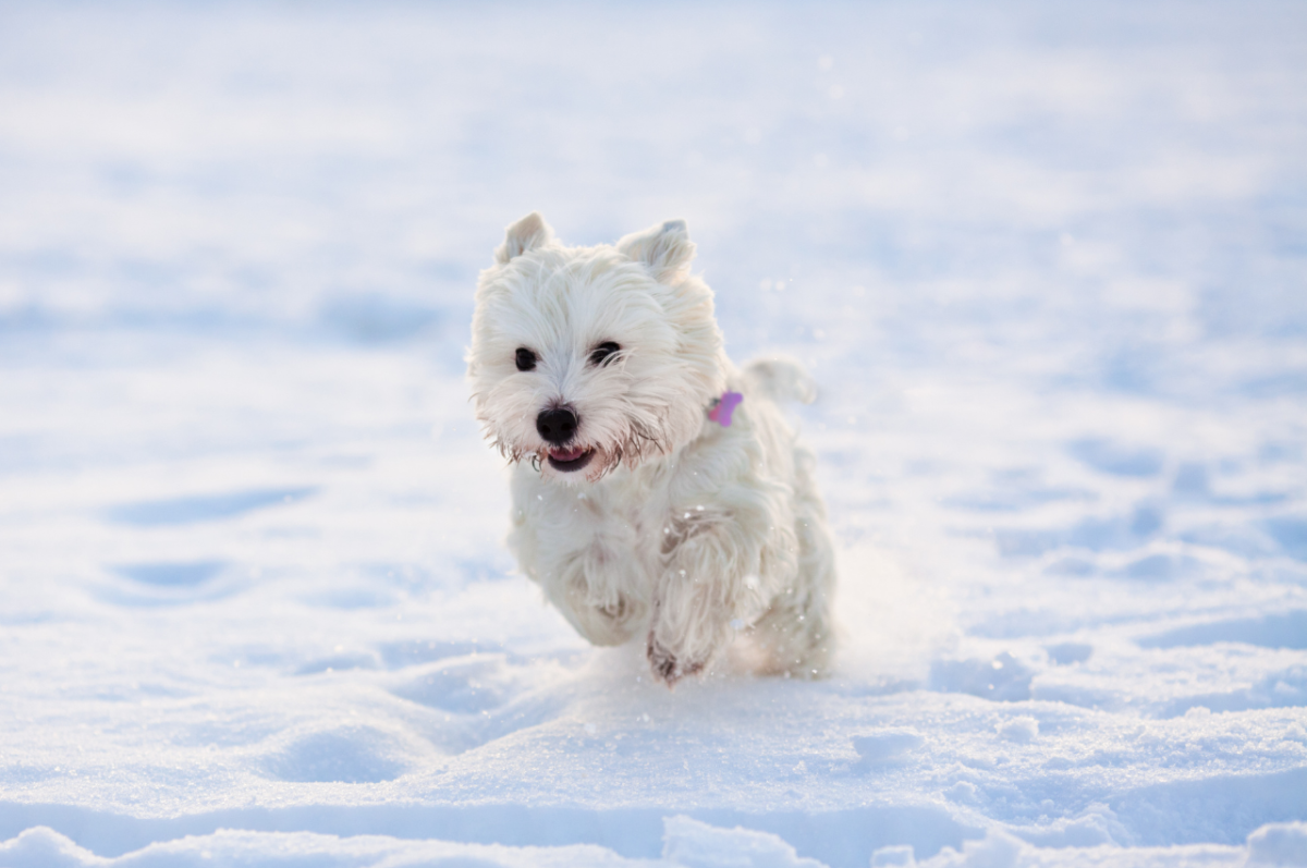 The West Highland White Terrier: A Comprehensive Breed Guide - PetHelpful