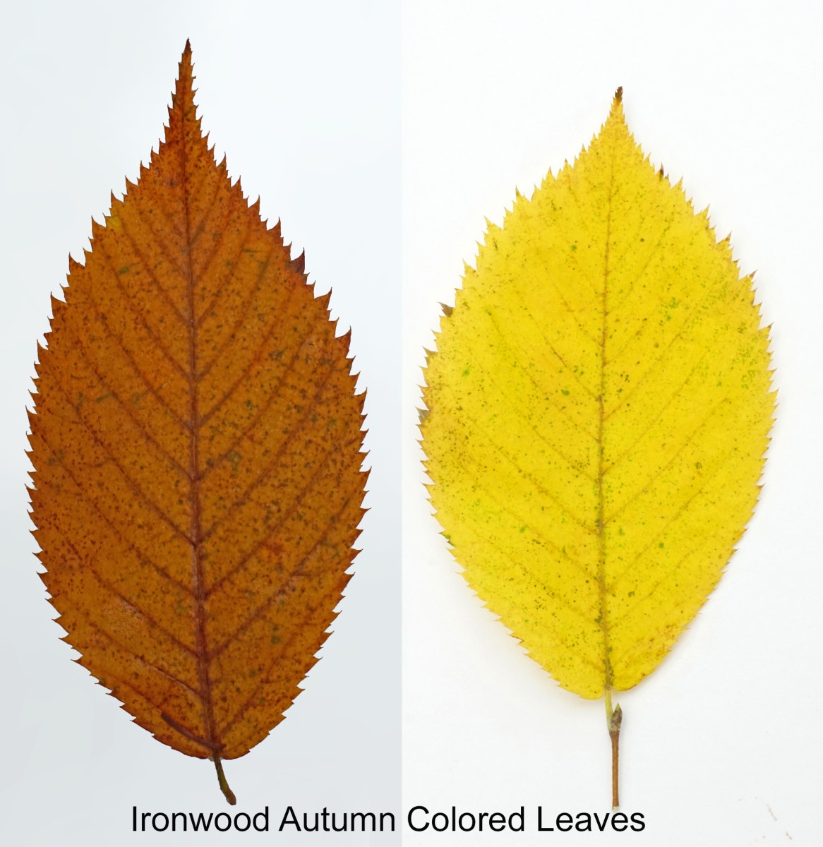 Identifying 8 Less Common, Native Michigan Trees Showing Autumn Colors ...