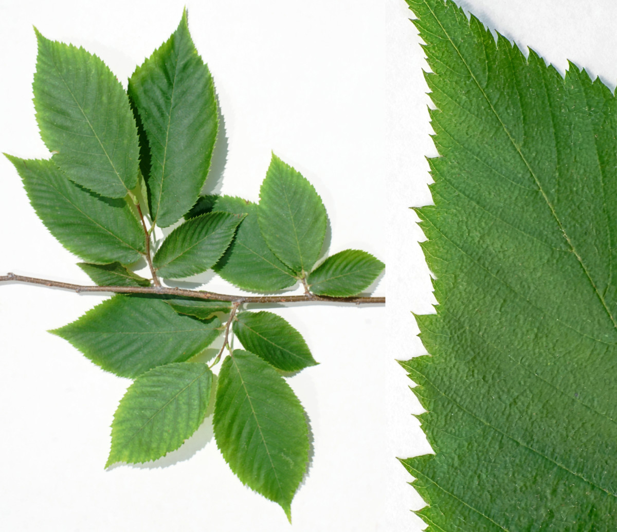 Identifying 8 Less Common, Native Michigan Trees Showing Autumn Colors ...