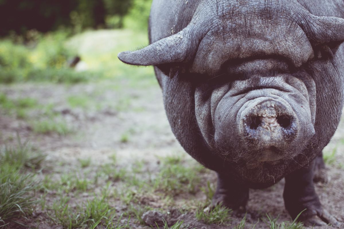 30 Pig Idioms and Phrases Explained - HubPages