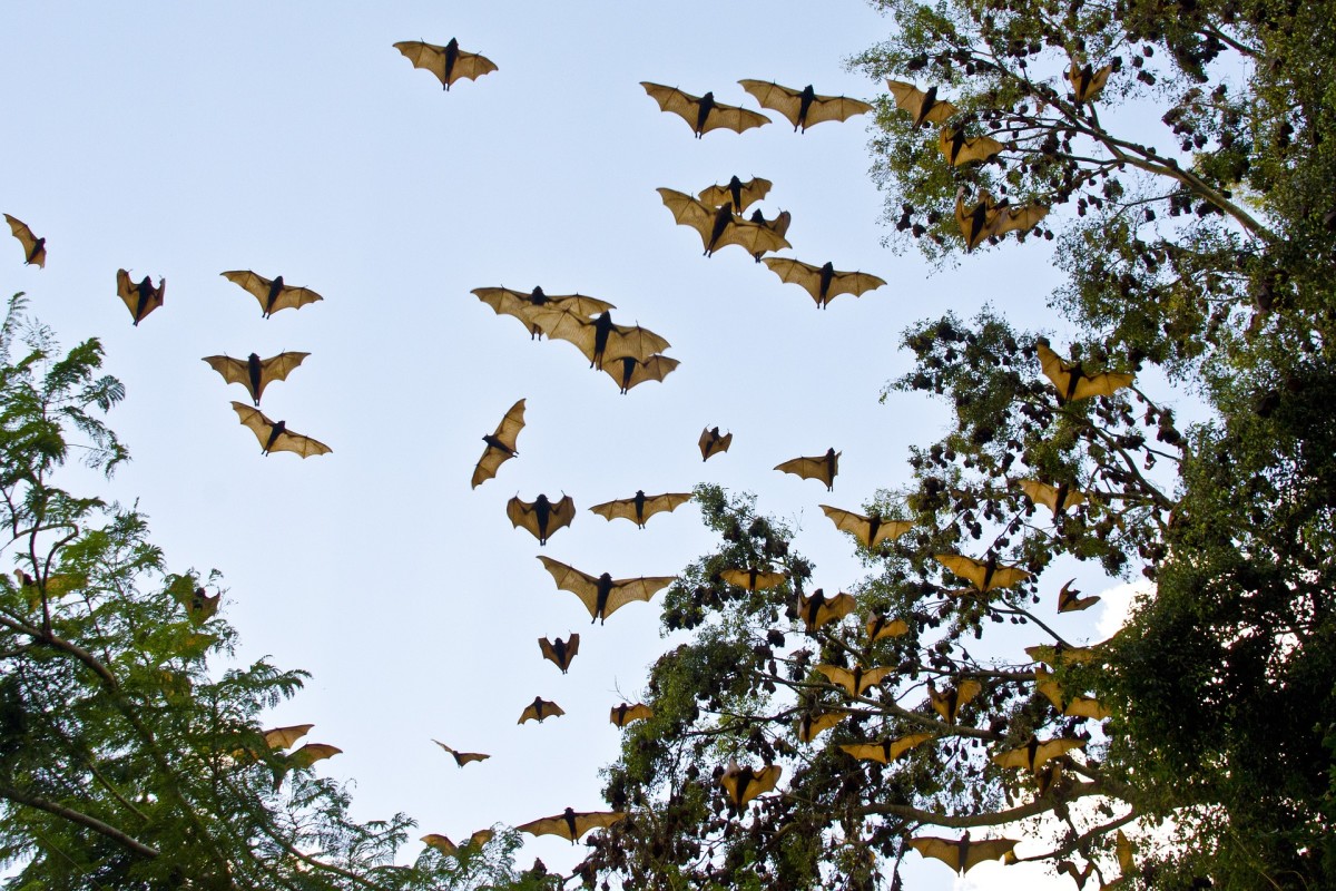 10 Fun Facts About Bats - HubPages