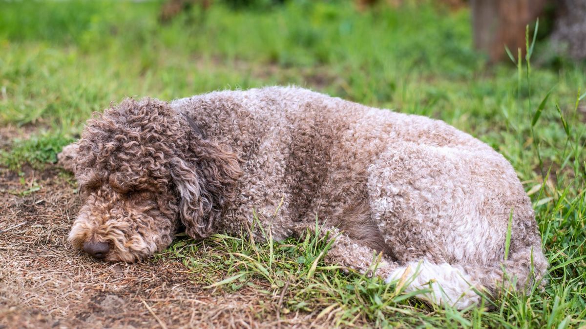 The Ultimate Guide to the Lagotto Romagnolo Dog Breed - PetHelpful