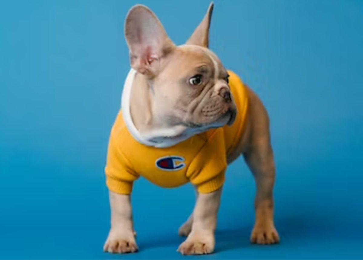 11 Best Therapy Dogs For Emotional Support - HubPages