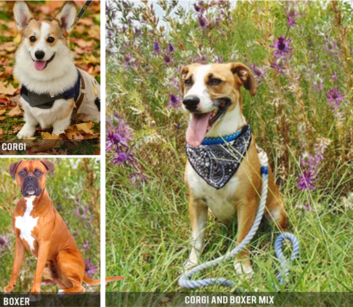 15 Most Popular Corgi Mix Dogs - HubPages