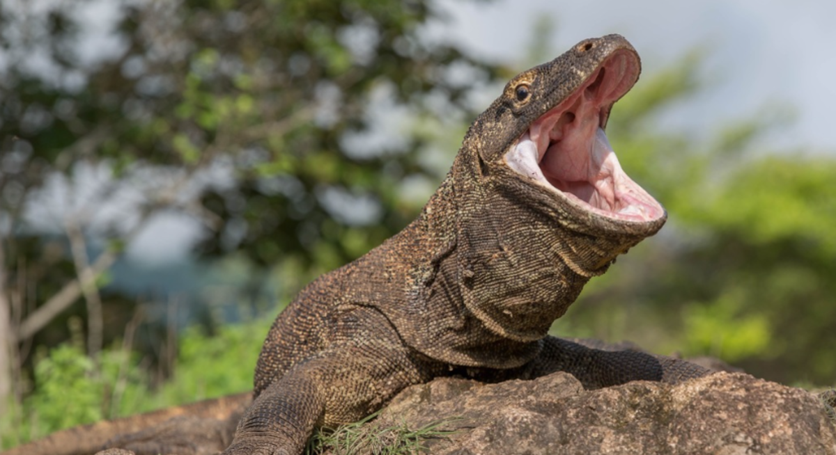 The 8 Strangest Animals in the World - HubPages