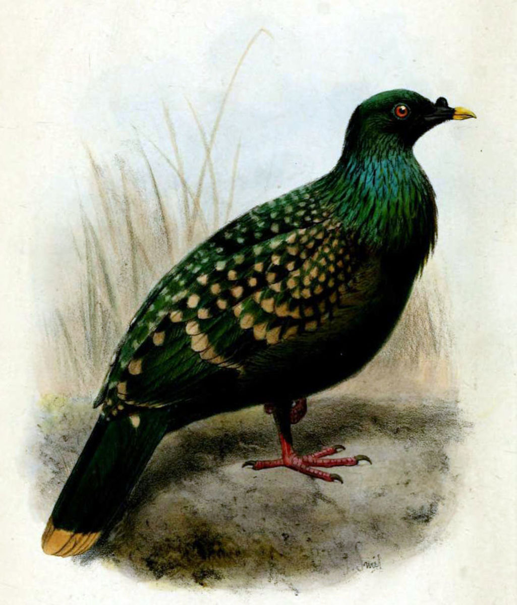 The Mysterious Spotted Green Pigeon - HubPages